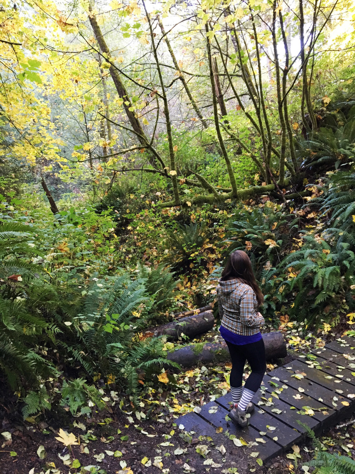 11 Islands Near Seattle WA Worth a Visit - The Emerald Palate