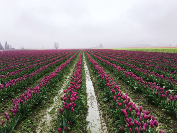 2026 Seattle Tulip Festival: A Local's Guide to Avoiding Crowds