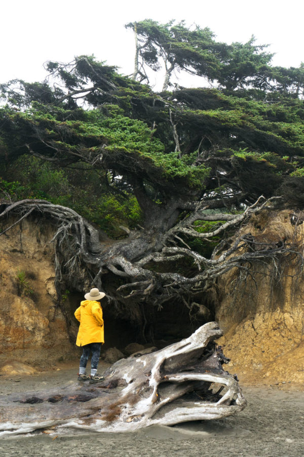 17 Washington State Beaches to Visit in Your Lifetime - The Emerald Palate