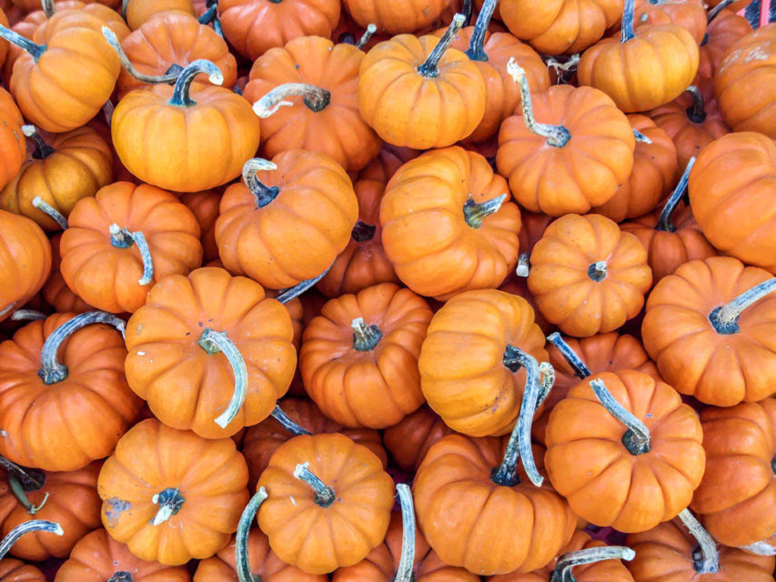 13 Fun Things to Do During Fall in Seattle (2025) - The Emerald Palate