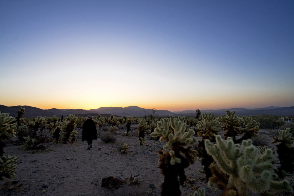 Day Trip to Joshua Tree: Insider Tips & Must-See Attractions